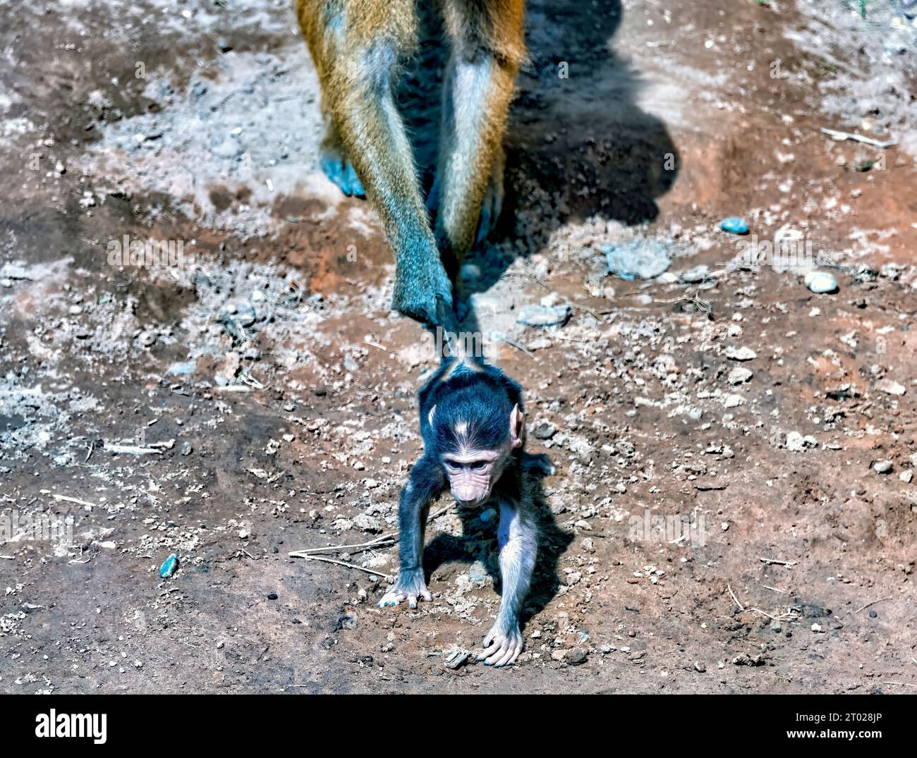Two monkeys perched atop a pole, one standing and the other hanging ...