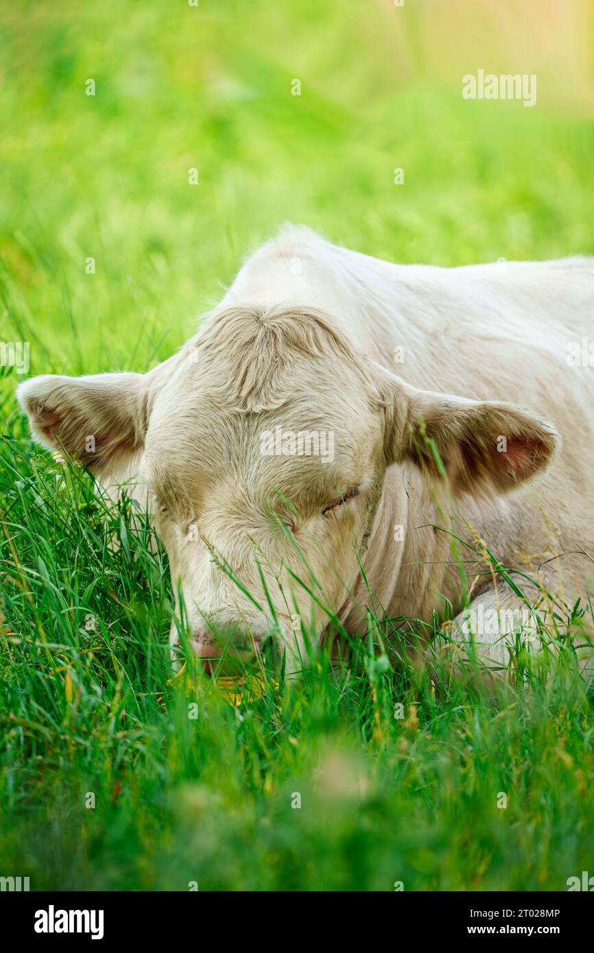 Charolais cattle grazing. Majestic French Charolais cows gracefully ...