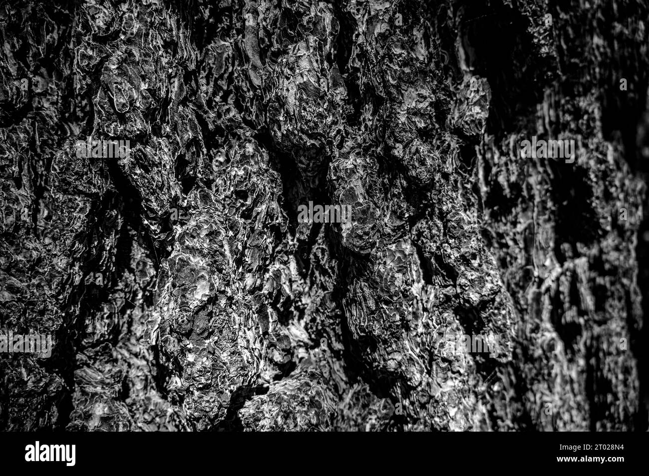 Selective focus on bark on a fire damaged dead coniferous tree in ...