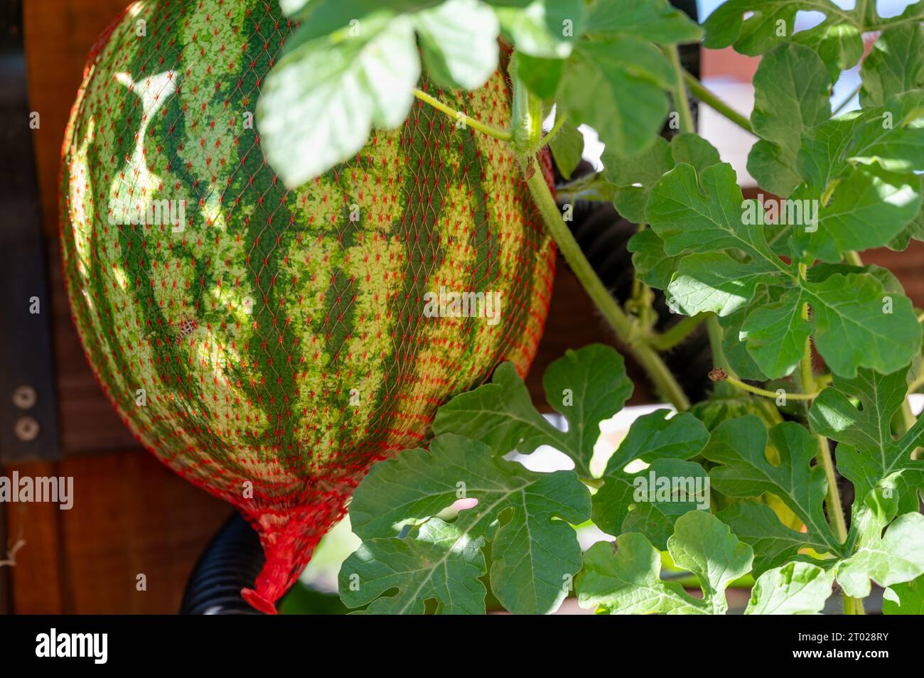 Suspended watermelon in a fruit sling to support the weight Stock Photo ...