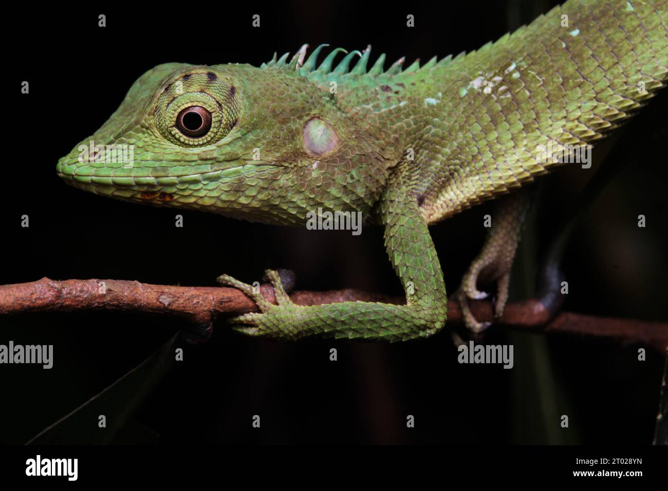 the Whistling Lizard (Calotes liolepis Stock Photo - Alamy