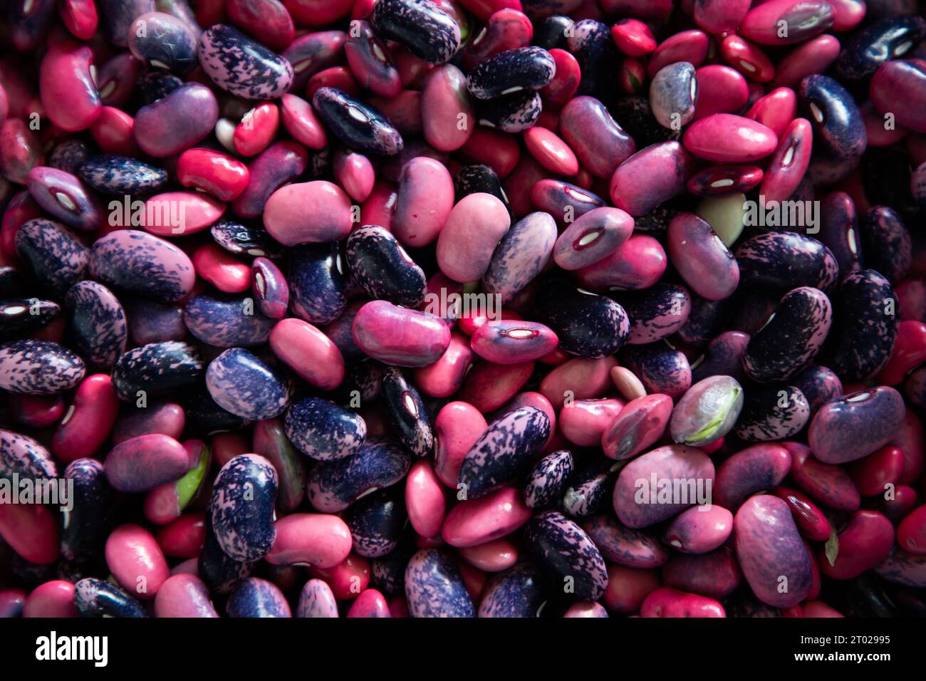 Purple striped bean hi-res stock photography and images - Alamy