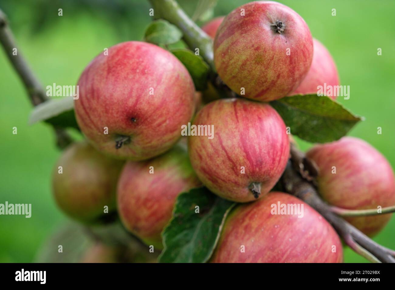 Arbre aux pommes hi-res stock photography and images - Alamy