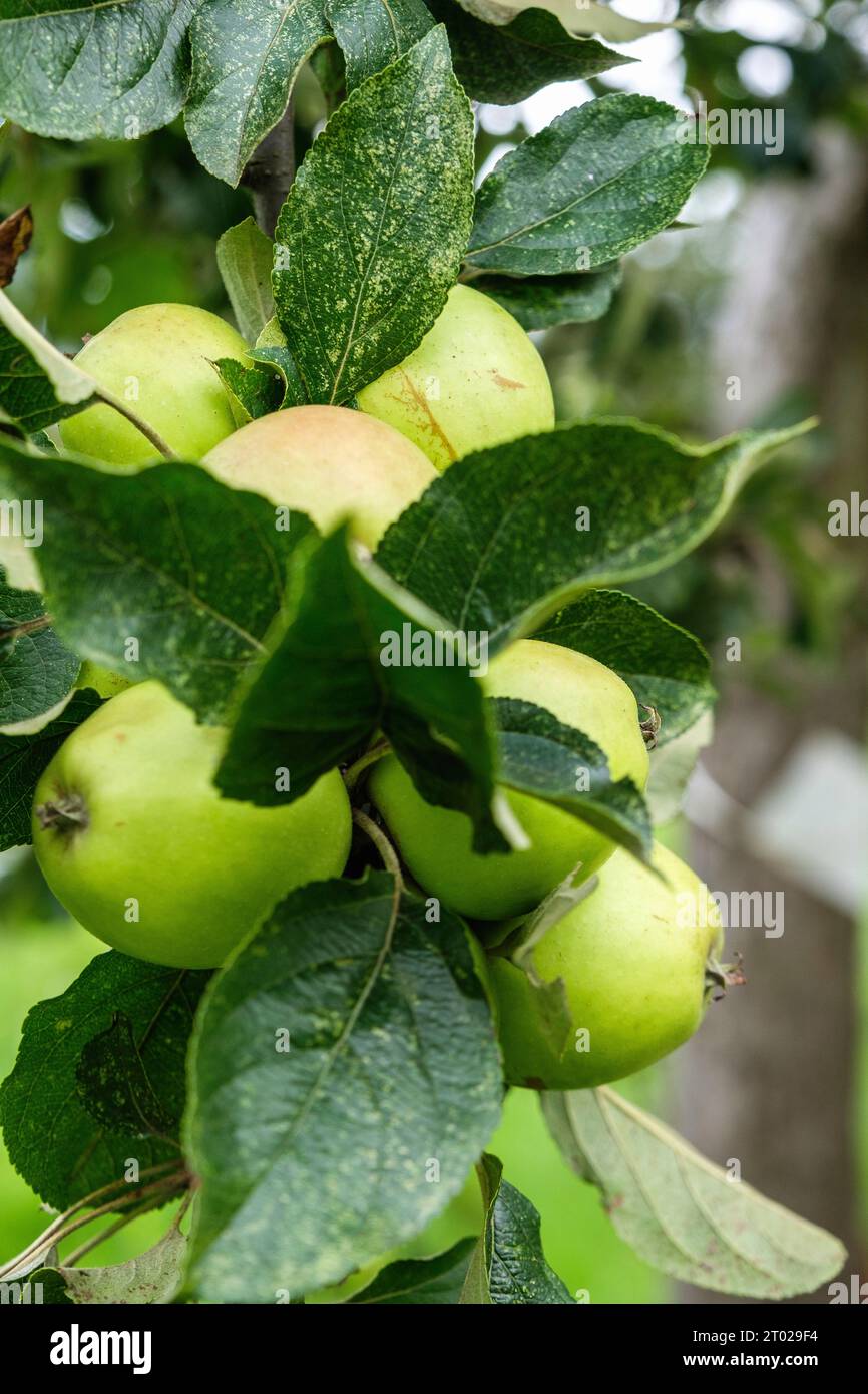 Arbre aux pommes hi-res stock photography and images - Alamy