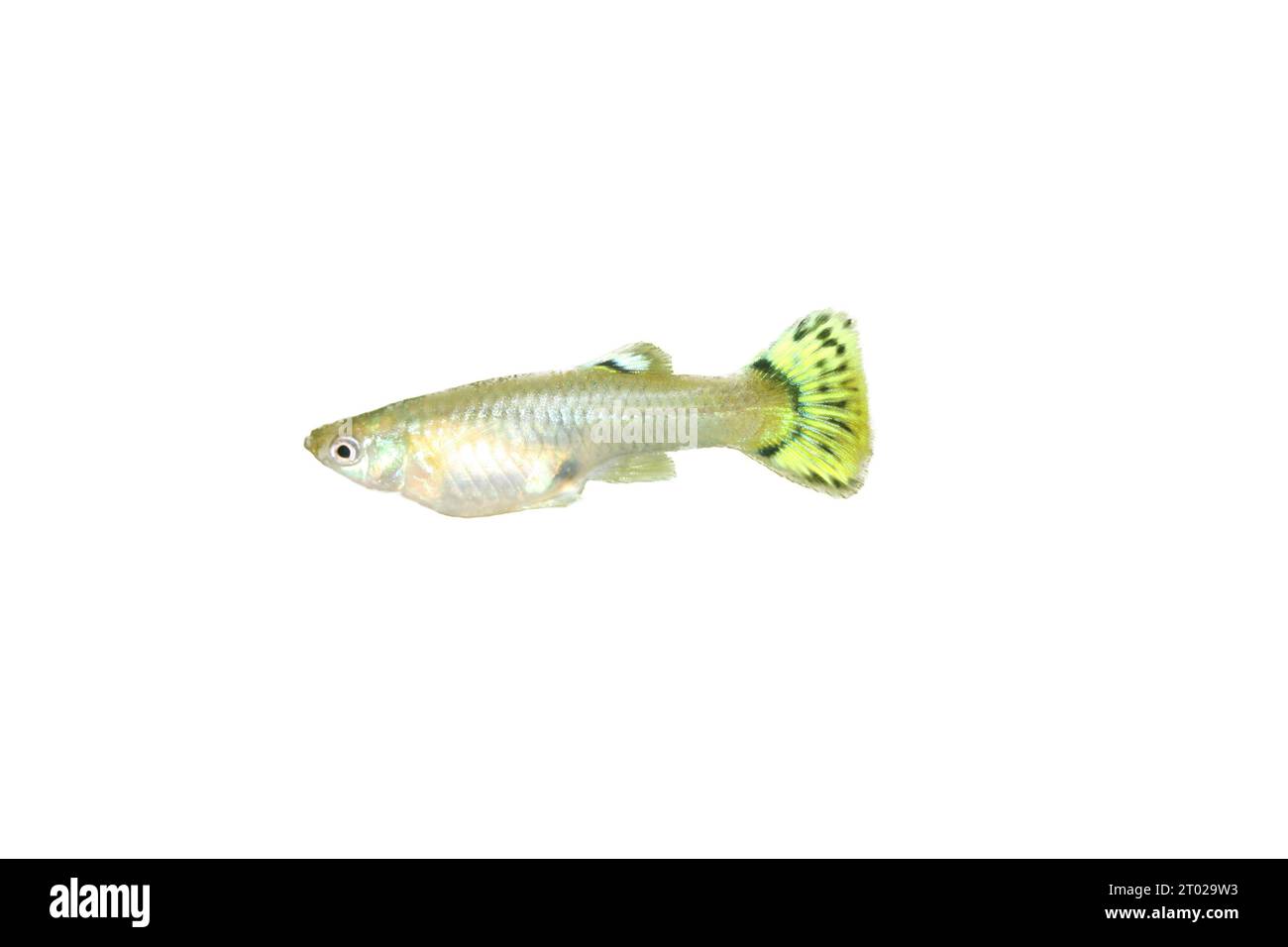 A Female Guppy (Poecilia reticulata), a popular freshwater aquarium ...