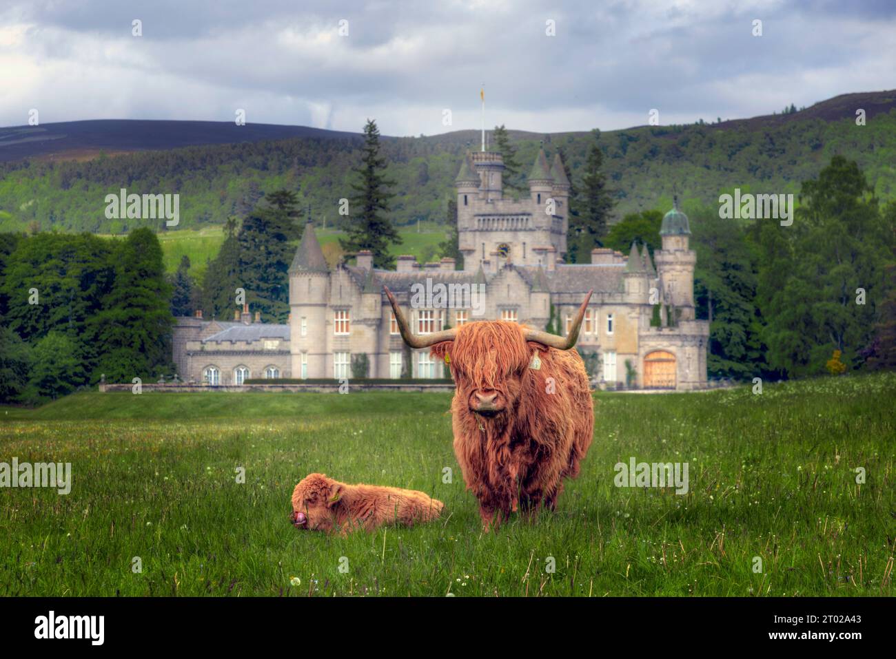 Highland Cattle in front of the summer residence of the British Royal ...