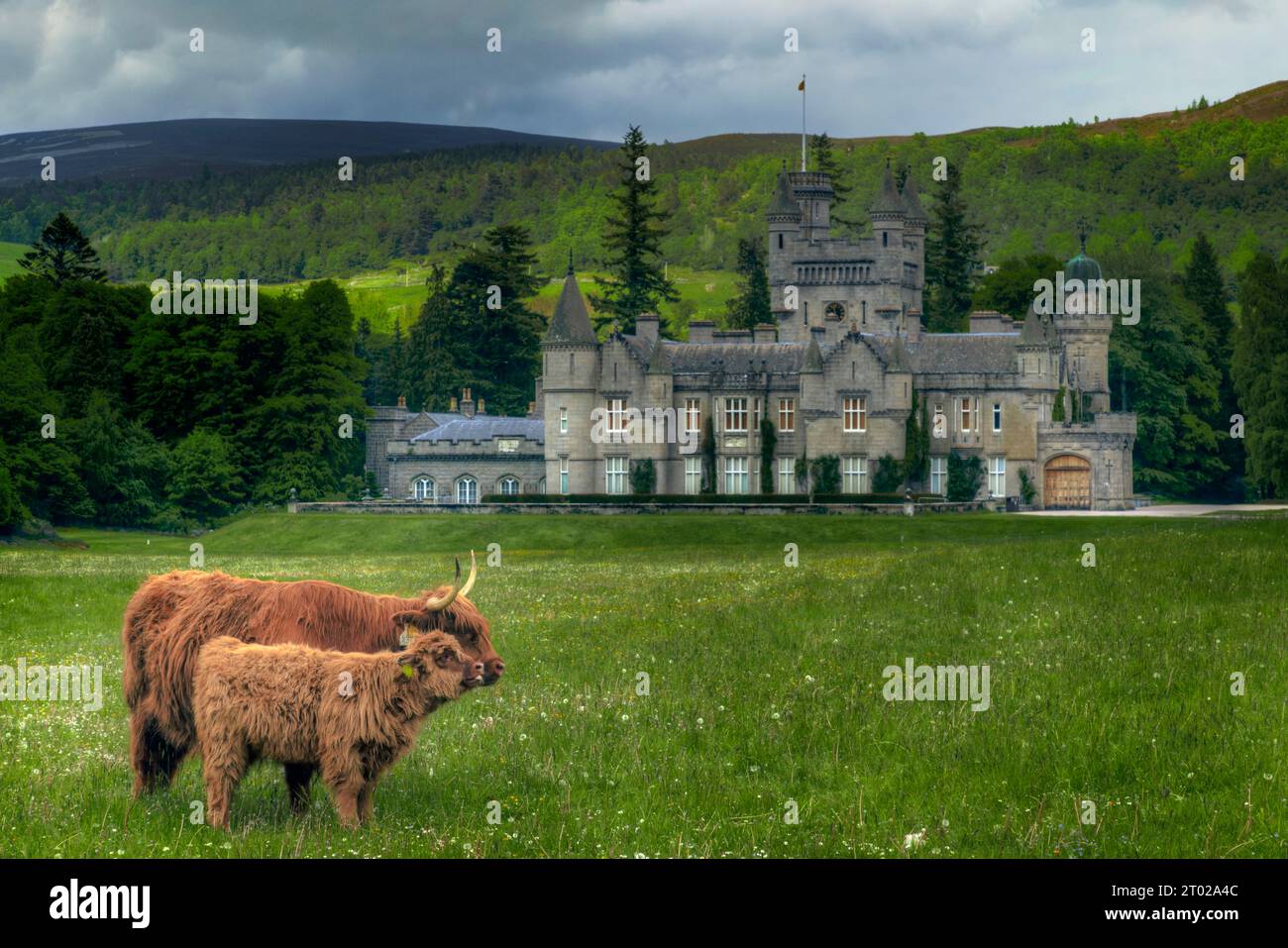 Highland Cattle in front of the summer residence of the British Royal ...