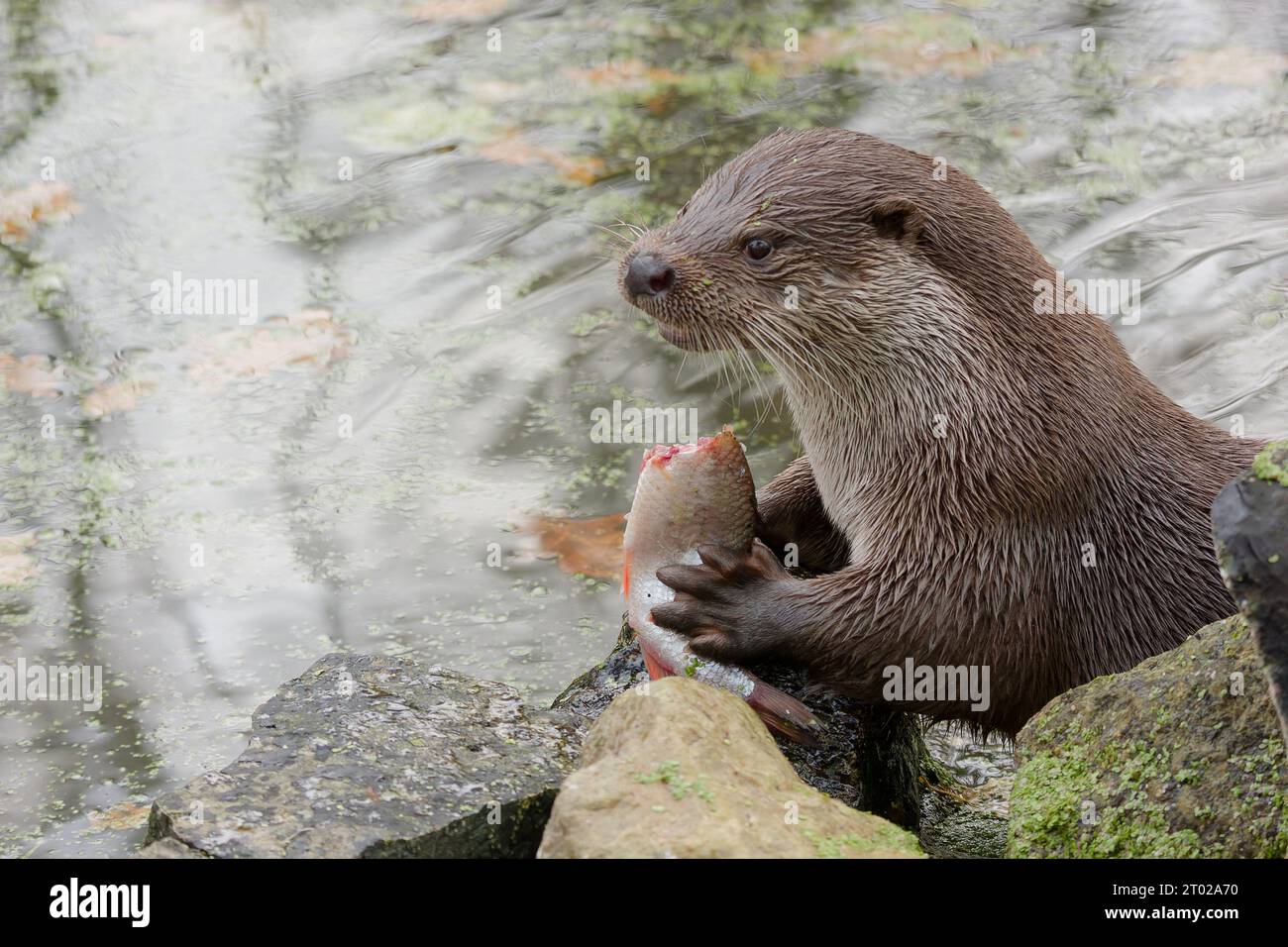 the otter eats freshly caught fish Stock Photo - Alamy