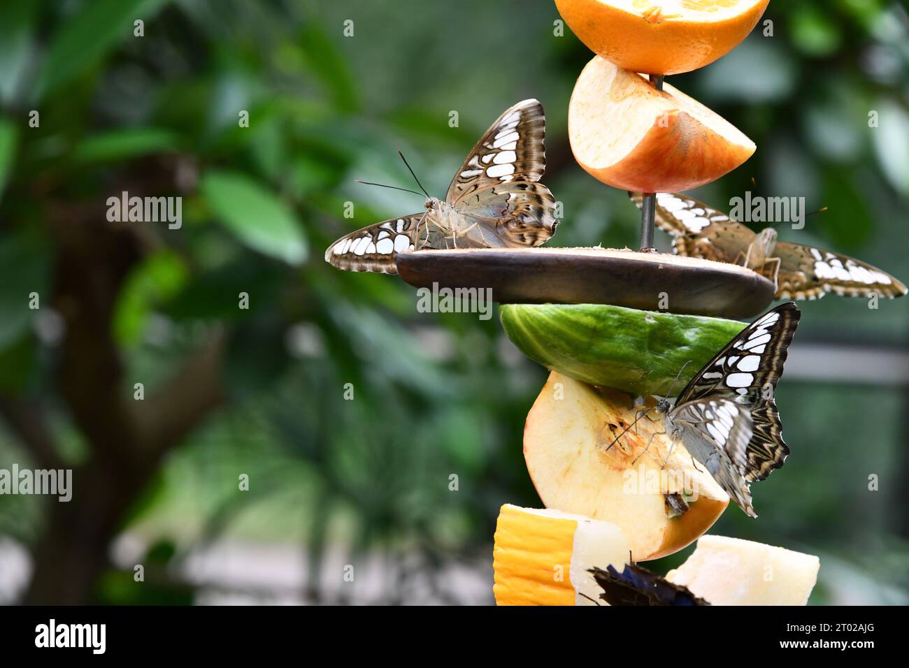 Feeding the butterflies with sweet fruits Stock Photo - Alamy