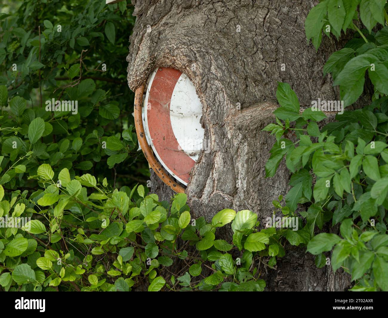 Traffic sign traffic ban almost completely ingrown in tree Stock Photo ...
