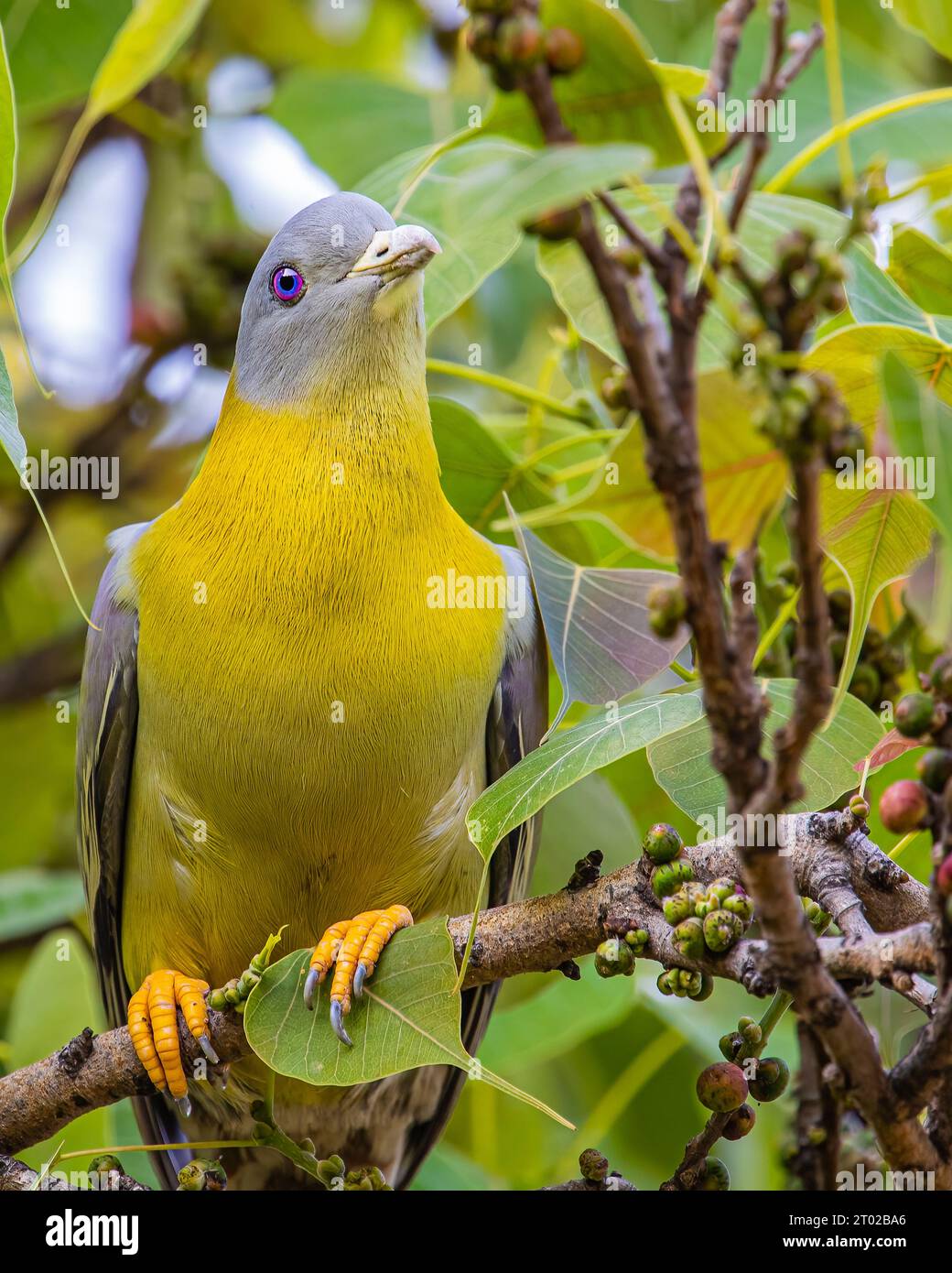 A Yellow Footed Green Pigeon watching from tree Stock Photo - Alamy