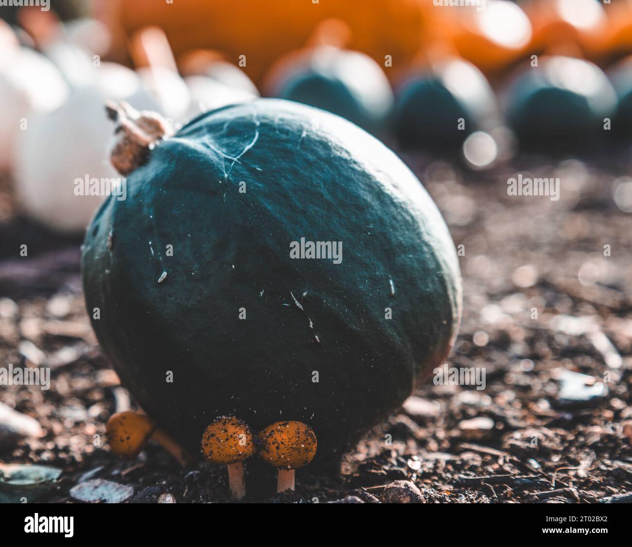 Cartoon pumpkin halloween squash hi-res stock photography and images ...