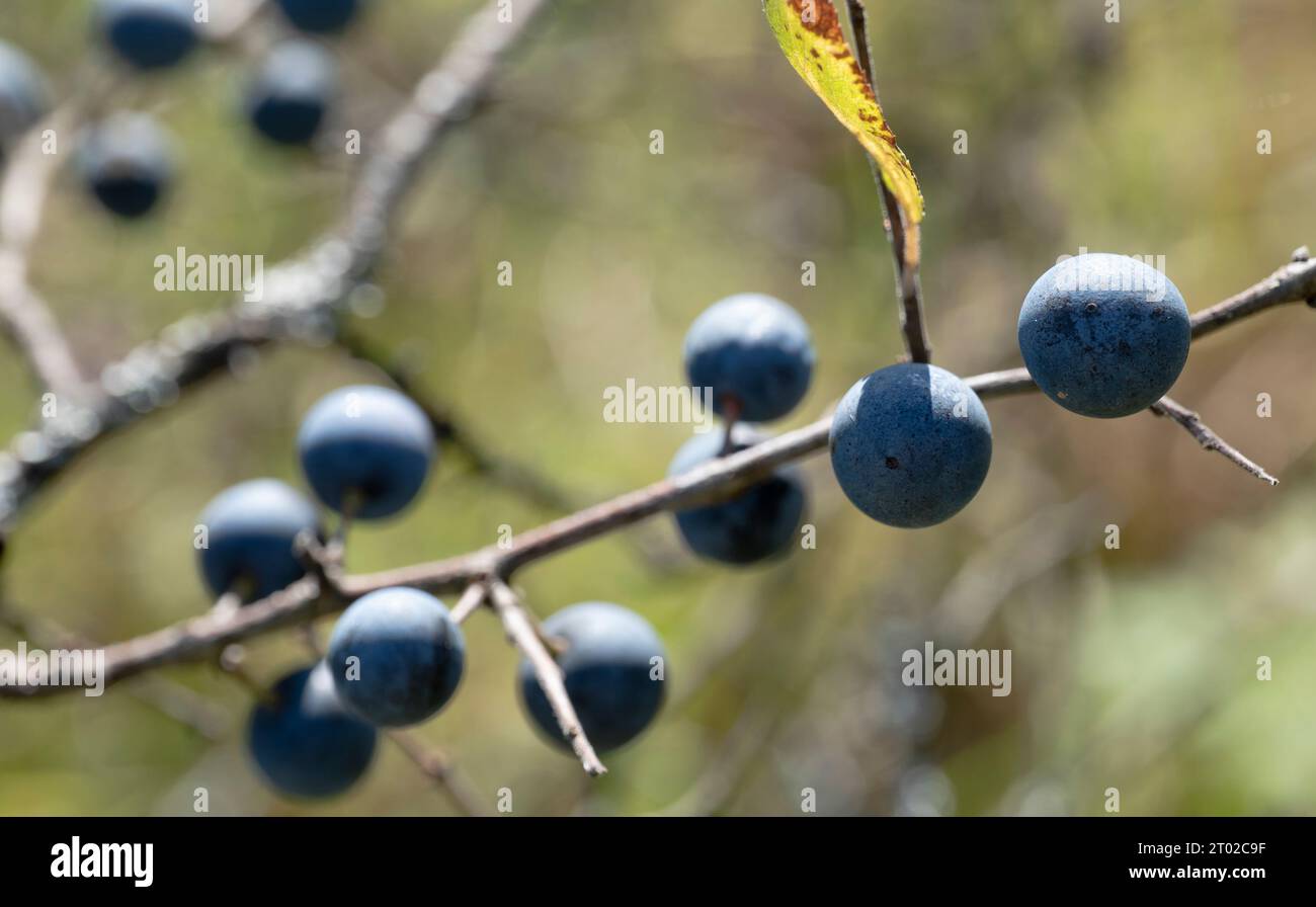 Autumn garden, Prickly plum (Thorn) with ripe dark blue barries on ...