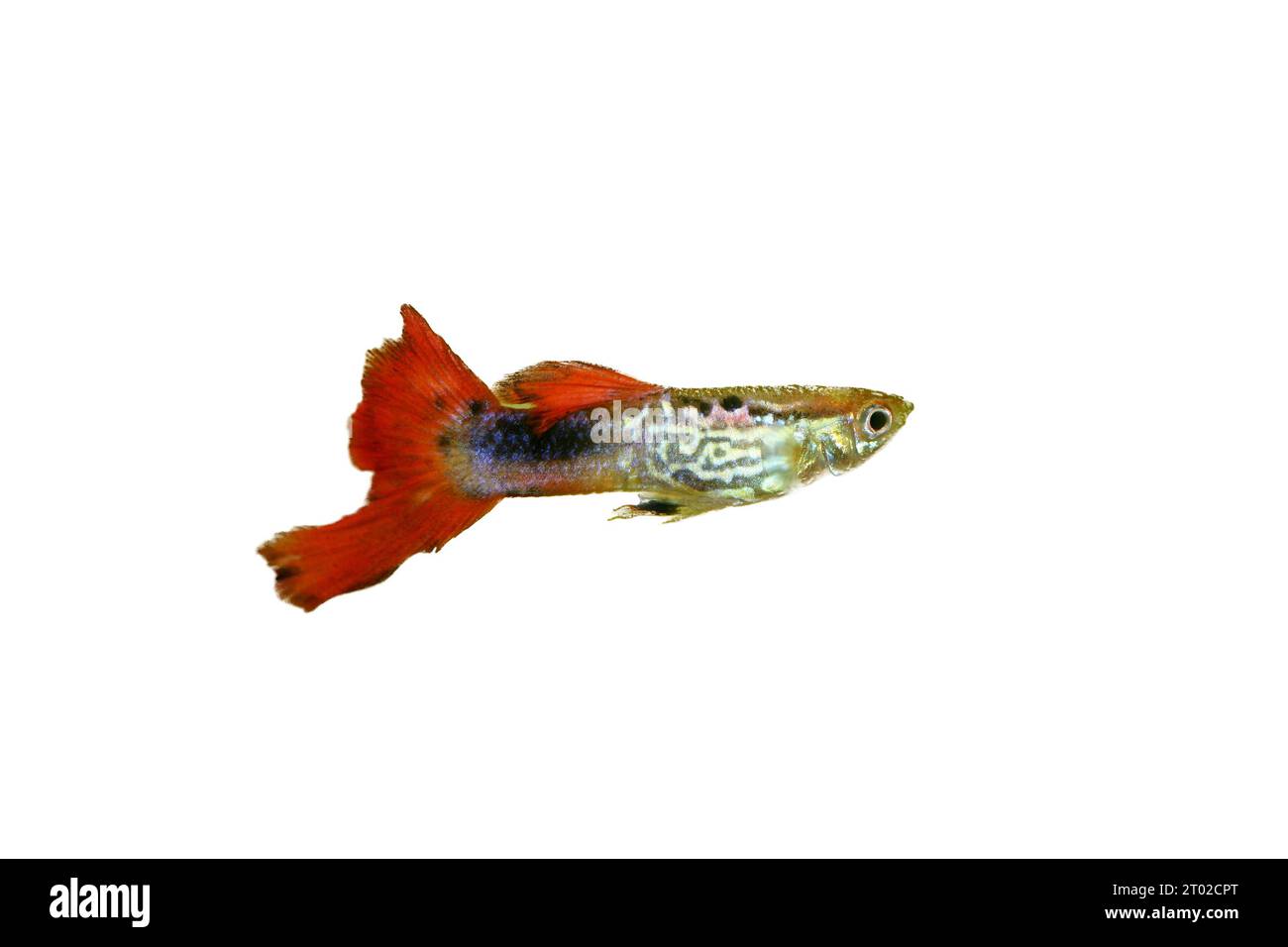 Guppy poecilia reticulata hi-res stock photography and images - Alamy