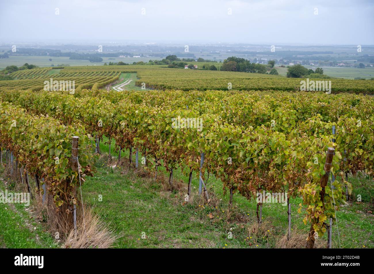 Harvest time in Cognac white wine region, Charente, ripe ready to ...