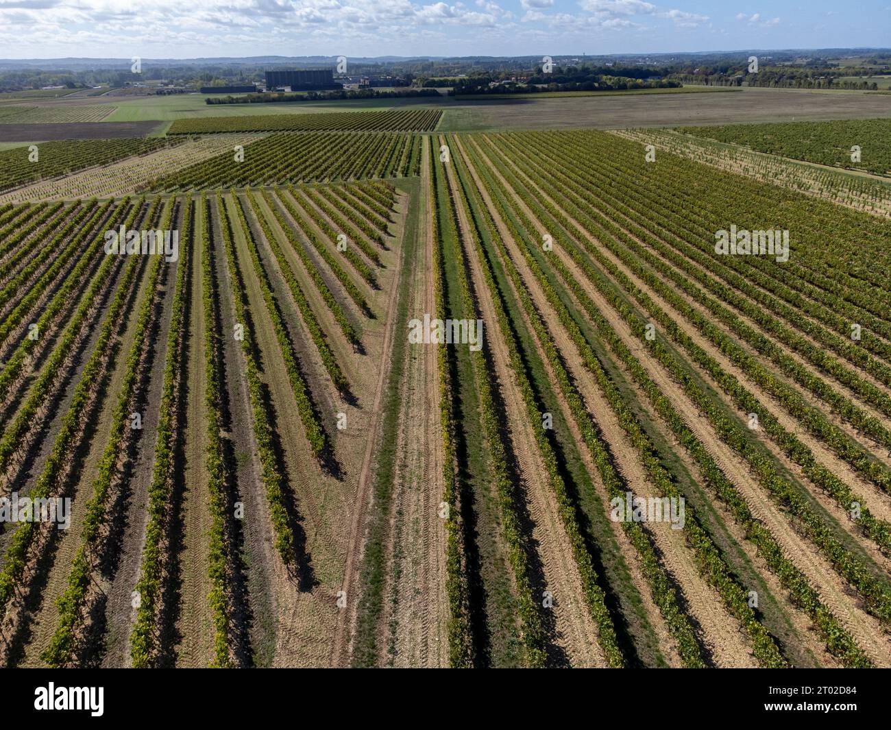Aerial view. Harvest time in Cognac white wine region, Charente, ripe ...