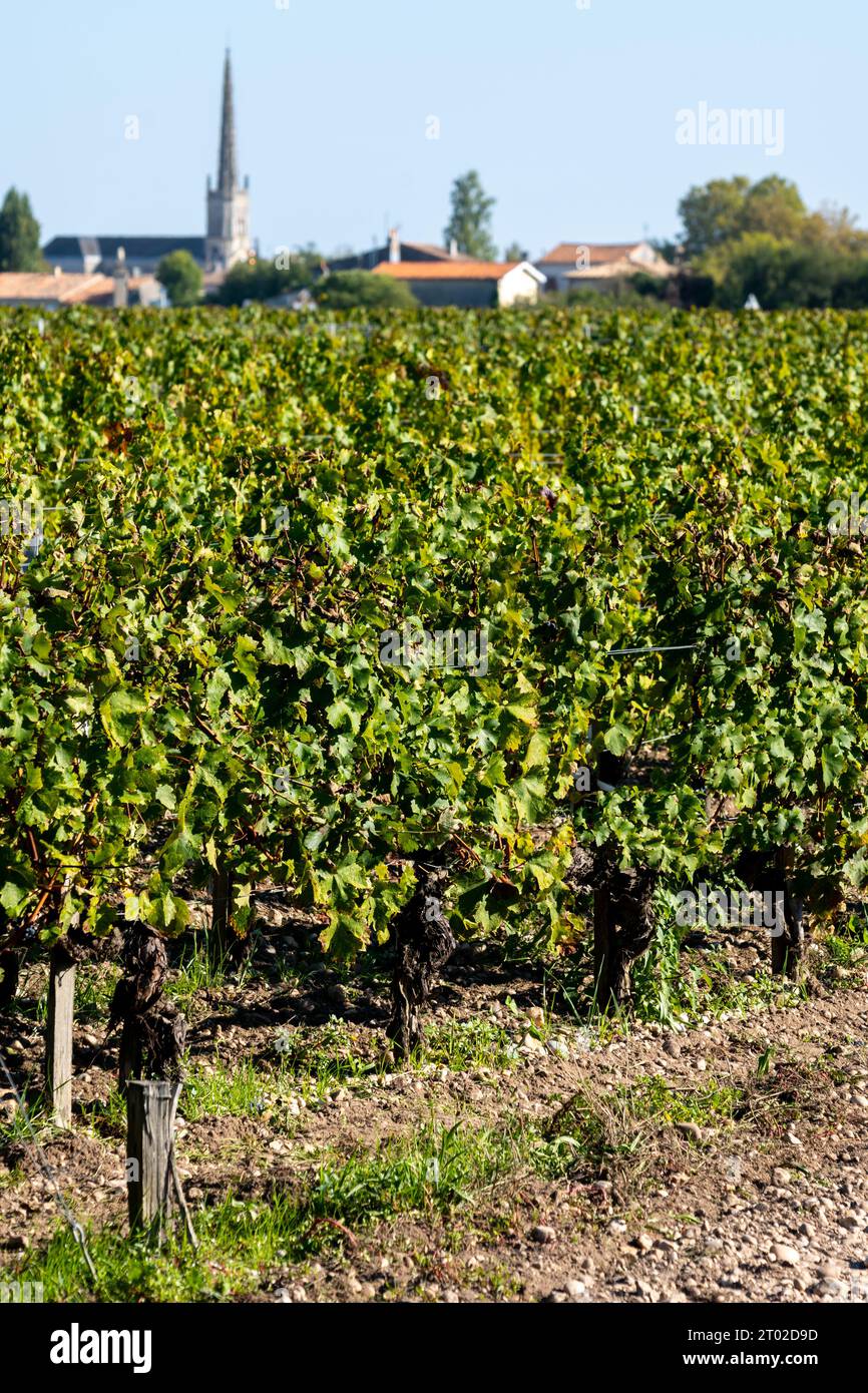 View on rows of red Cabernet Sauvignon and Merlot grape variety of Haut ...