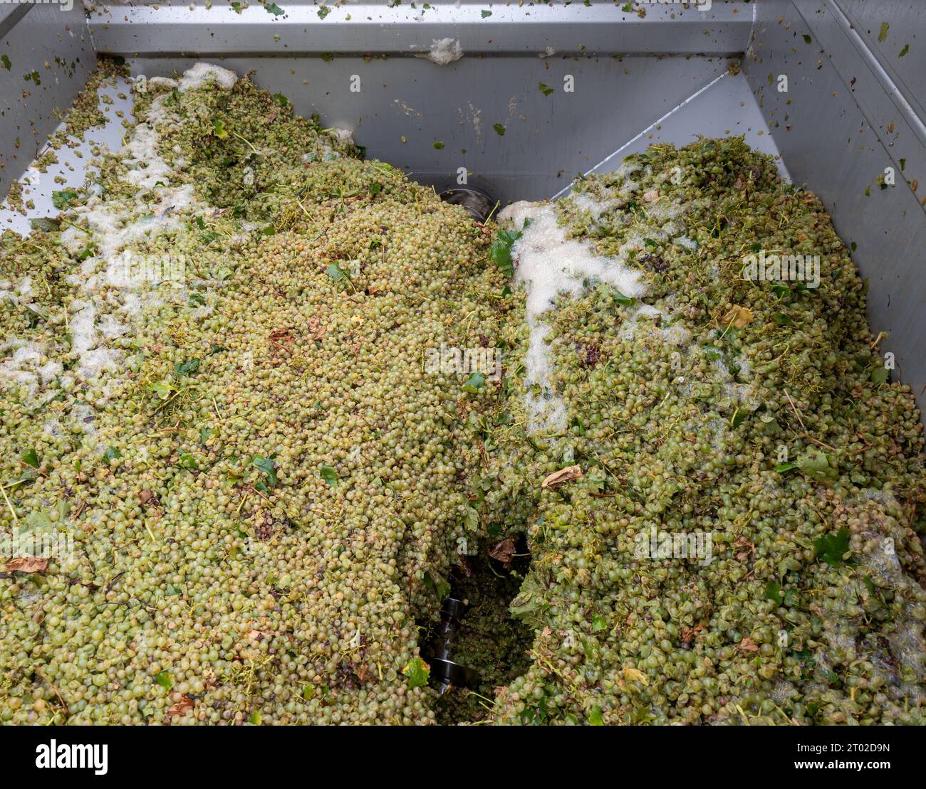 Works at distillery. Harvest time in Cognac white wine region, Charente ...
