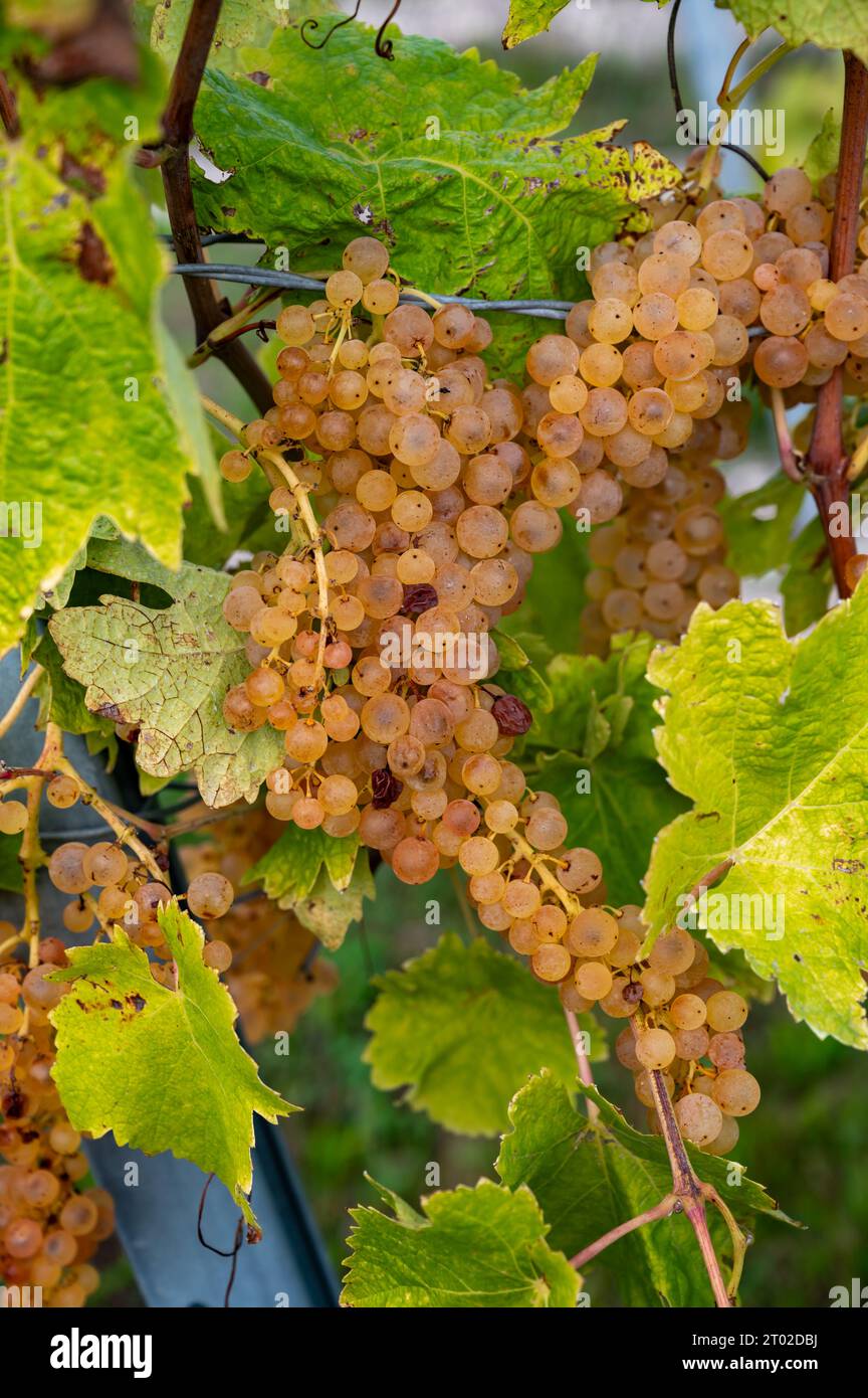 Harvest time in Cognac white wine region, Charente, ripe ready to ...