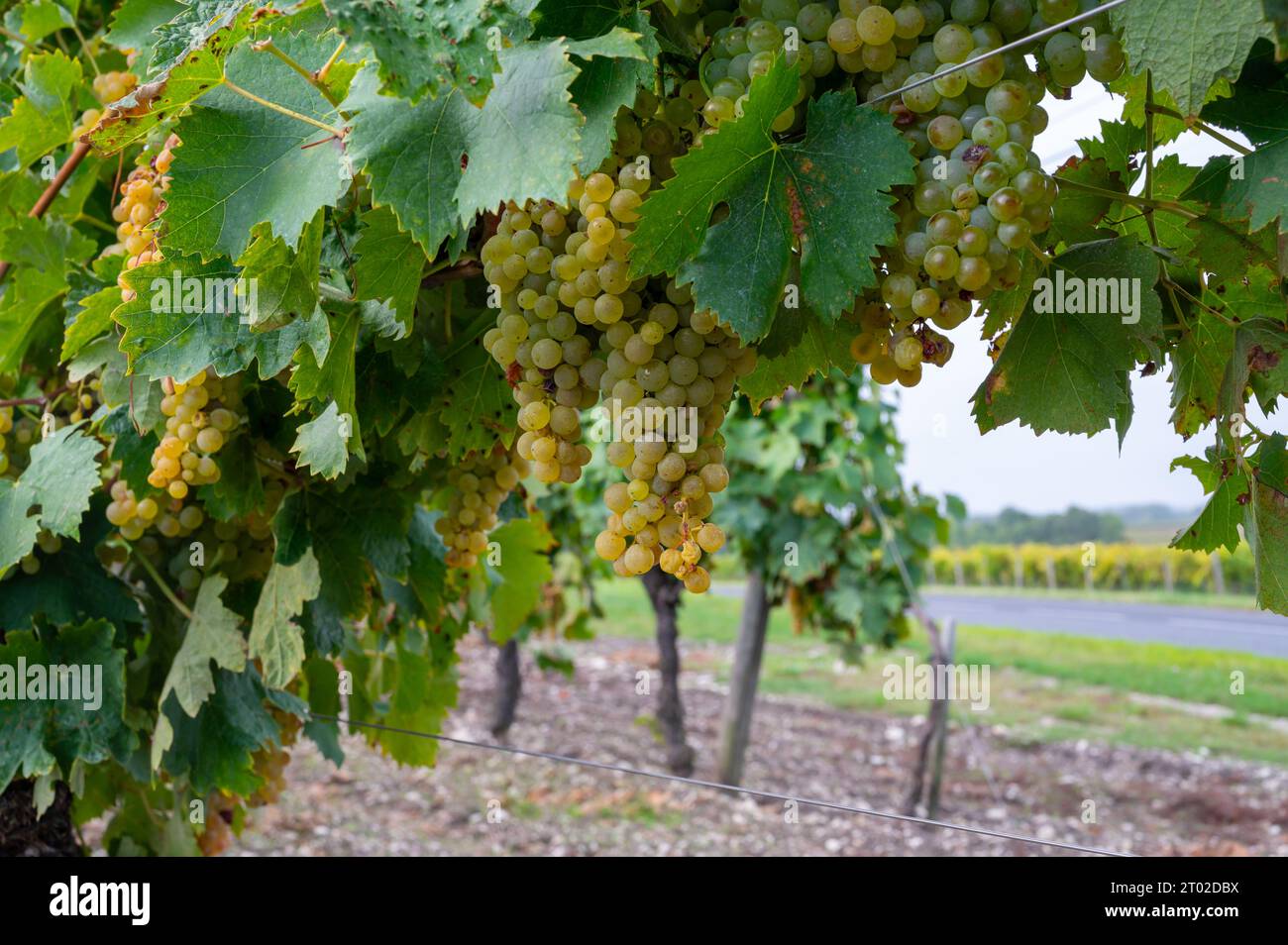 Harvest time in Cognac white wine region, Charente, ripe ready to ...