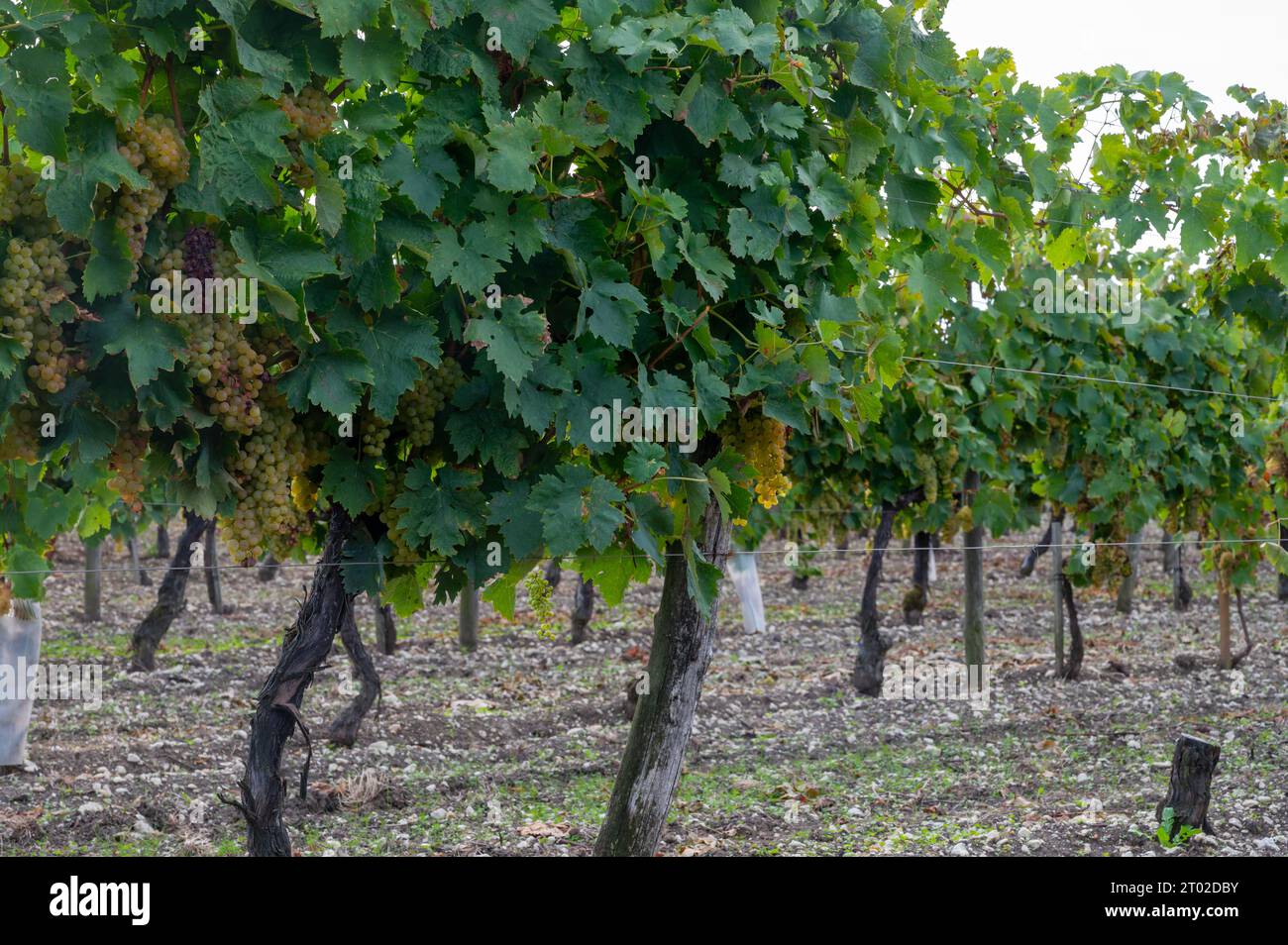 Harvest time in Cognac white wine region, Charente, ripe ready to ...