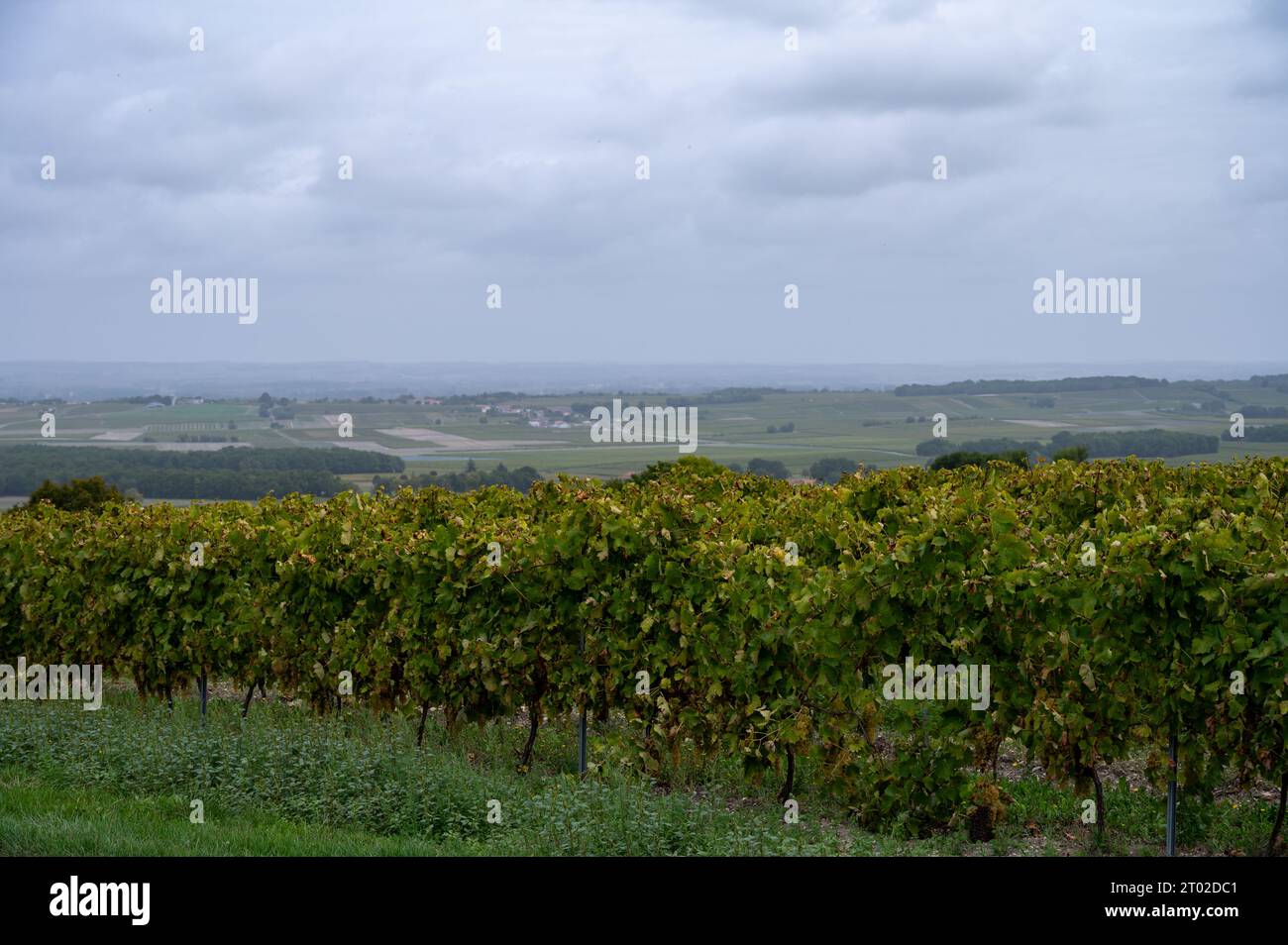 Harvest time in Cognac white wine region, Charente, ripe ready to ...