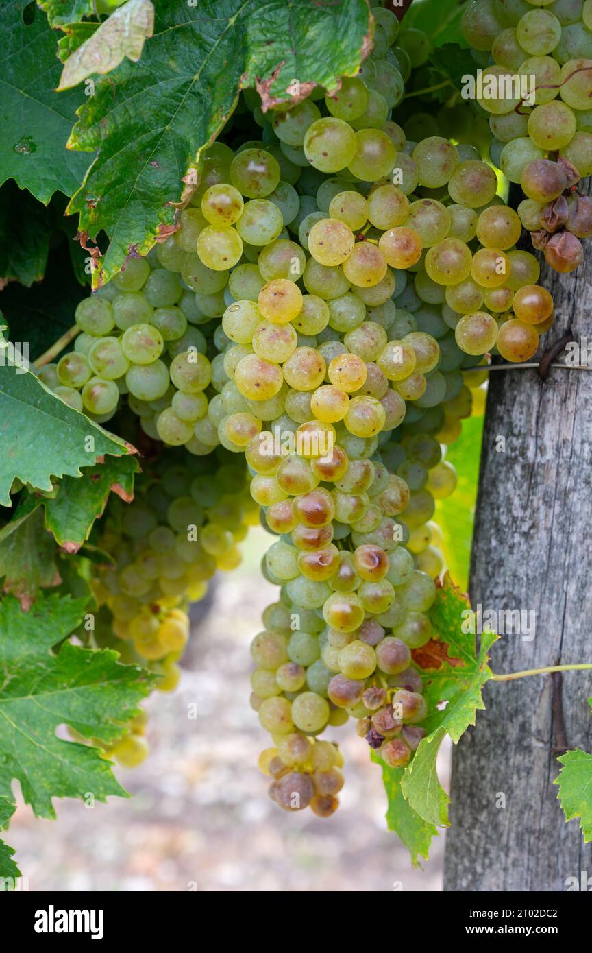 Harvest time in Cognac white wine region, Charente, ripe ready to ...