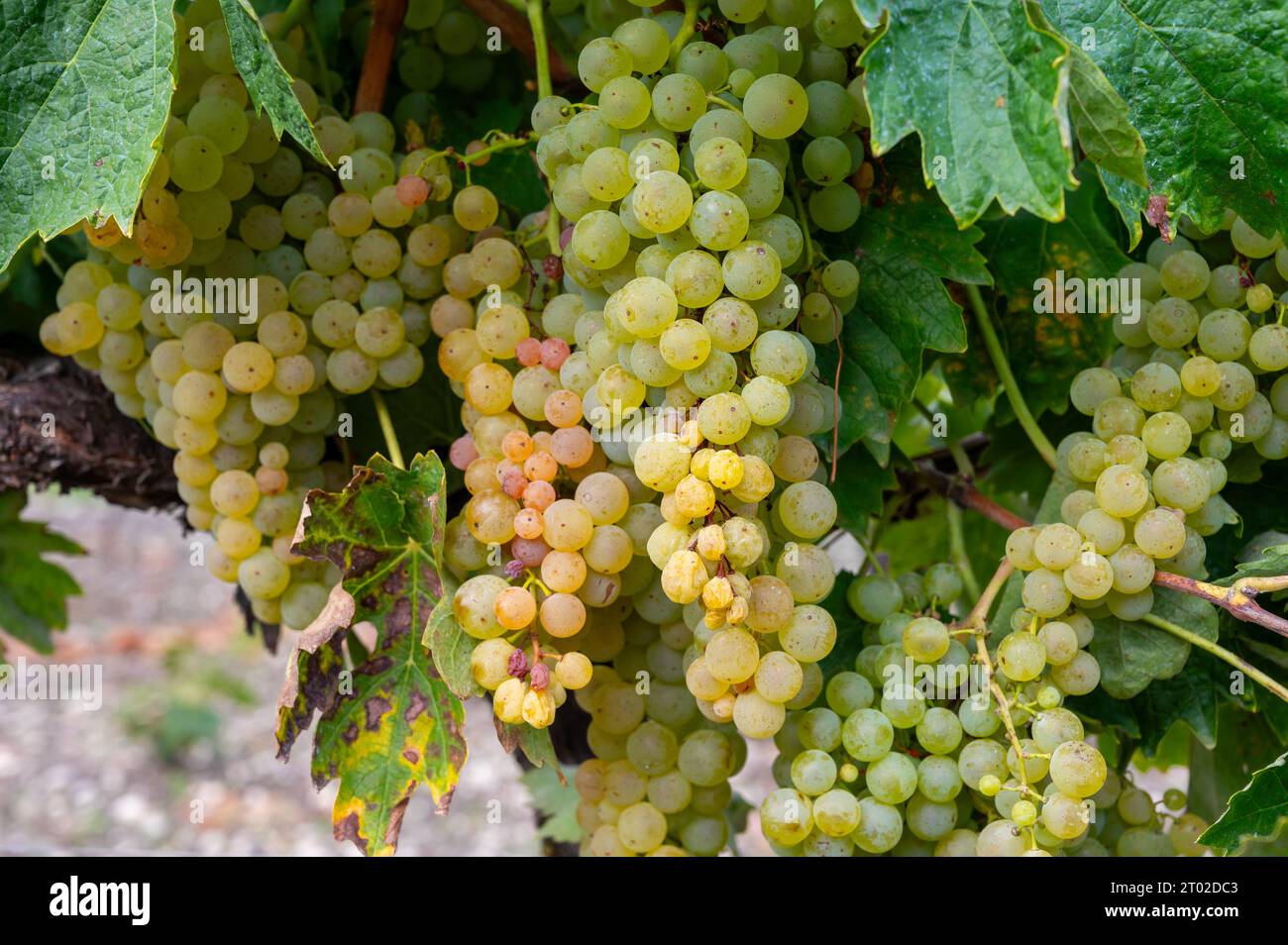 Harvest time in Cognac white wine region, Charente, ripe ready to ...