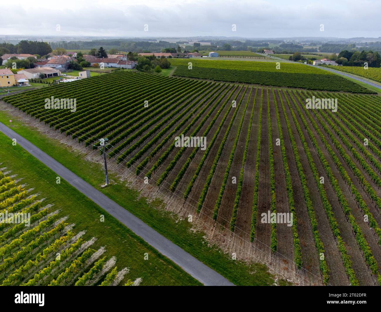 Aerial view. Harvest time in Cognac white wine region, Charente, ripe ...