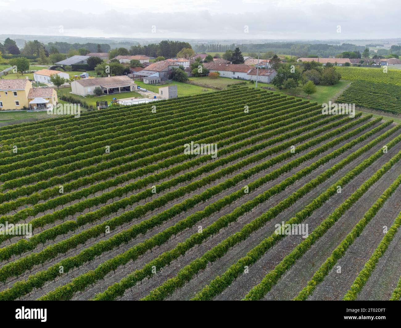 Aerial view. Harvest time in Cognac white wine region, Charente, ripe ...