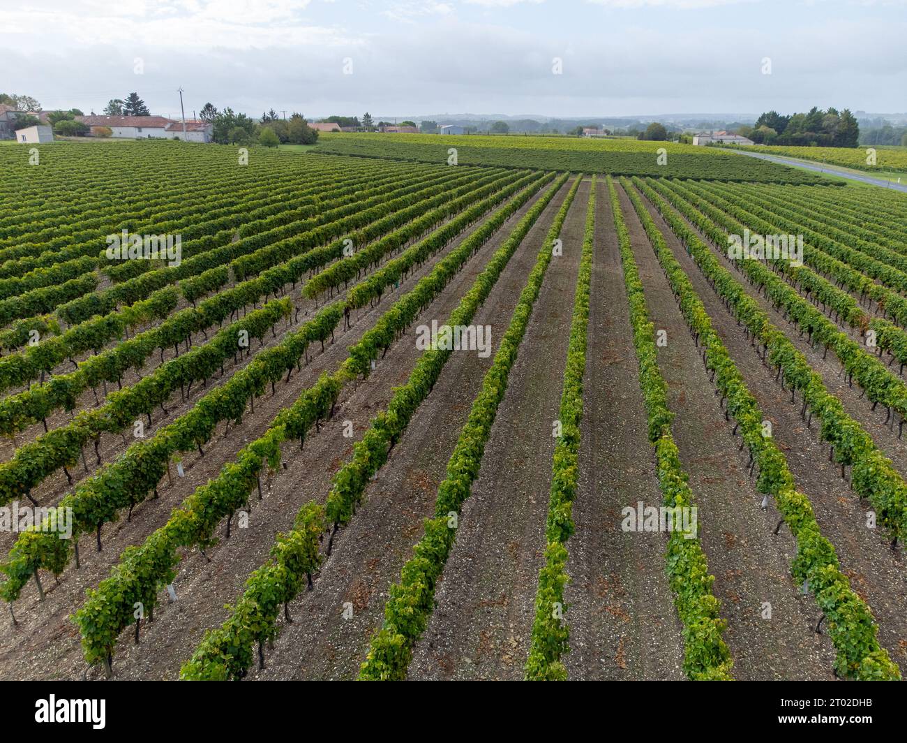 Aerial view. Harvest time in Cognac white wine region, Charente, ripe ...