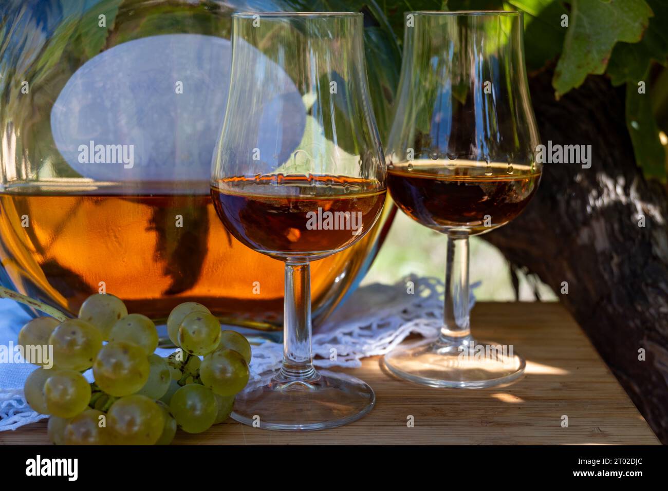 Tasting of Cognac strong alcohol drink in Cognac region, Charente with ...