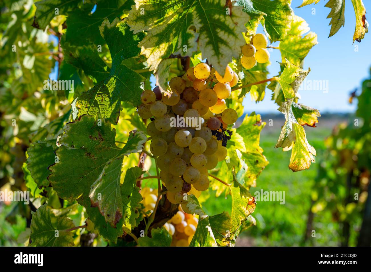 Ripe and ready to harvest Semillon white grape on Sauternes vineyards ...