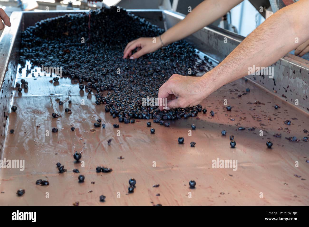 Harvest works in Saint-Emilion wine making region on right bank of ...
