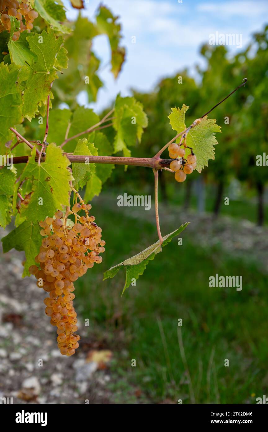 Harvest time in Cognac white wine region, Charente, ripe ready to ...