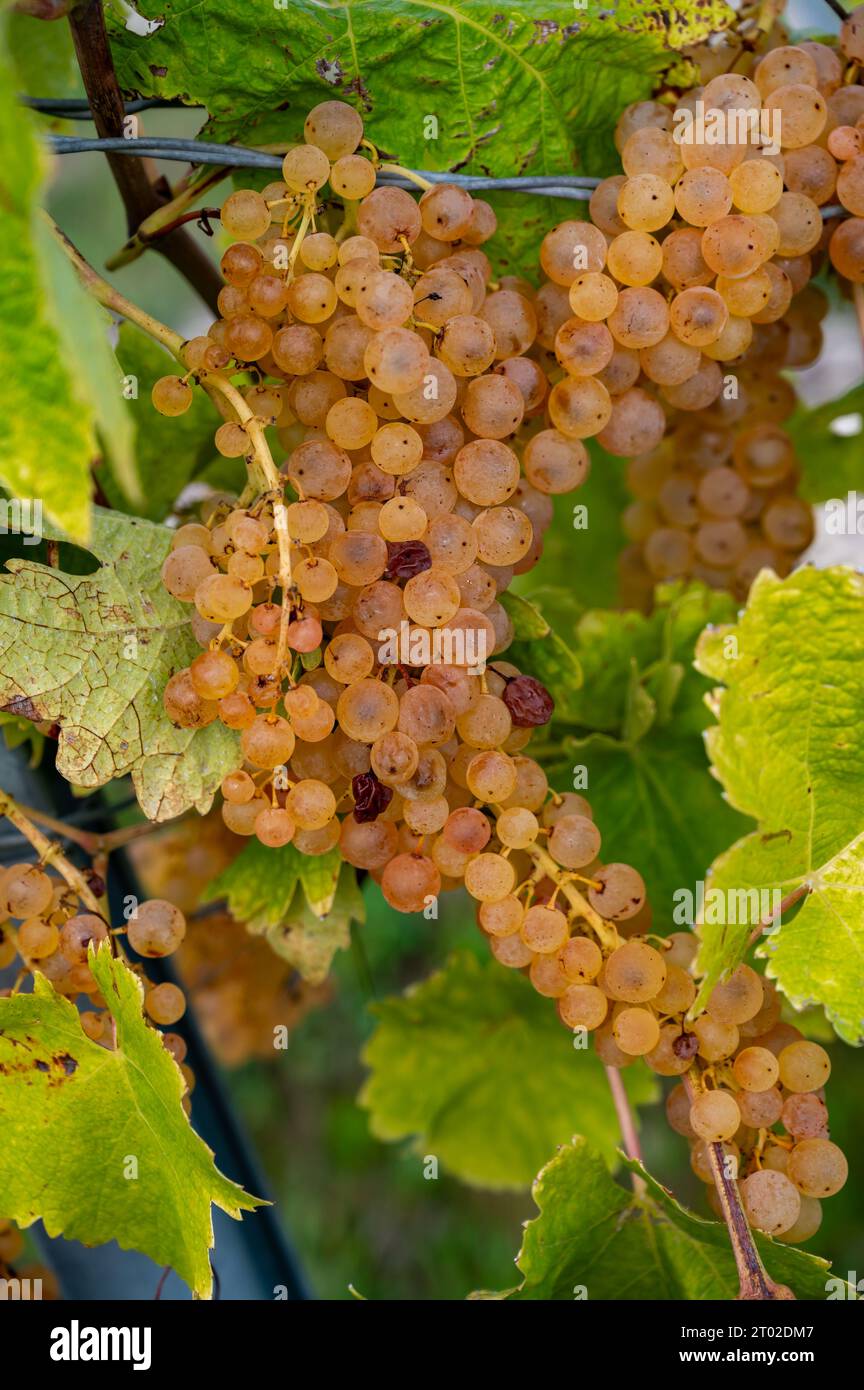 Harvest time in Cognac white wine region, Charente, ripe ready to ...