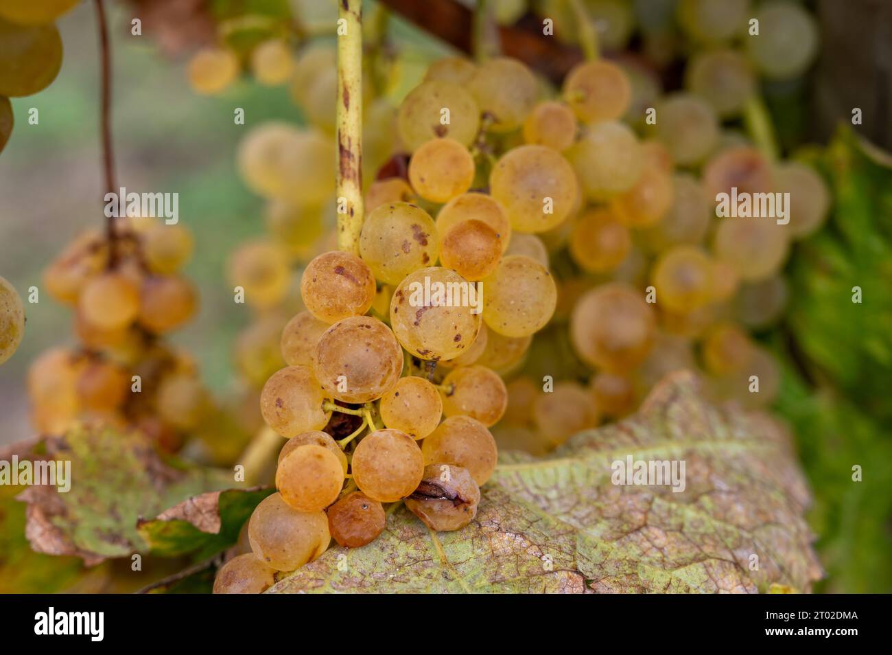 Harvest time in Cognac white wine region, Charente, ripe ready to ...