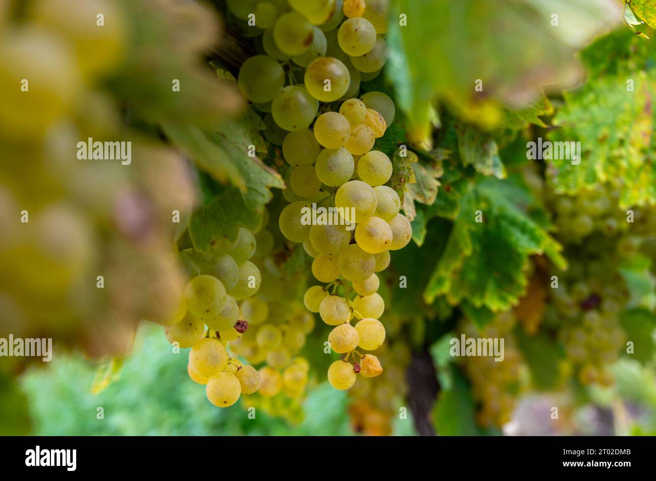 Harvest time in Cognac white wine region, Charente, ripe ready to ...