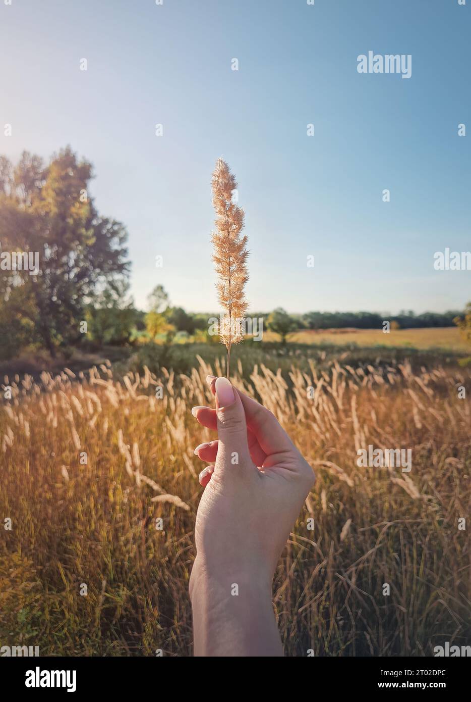 Foxtail plant hi-res stock photography and images - Alamy