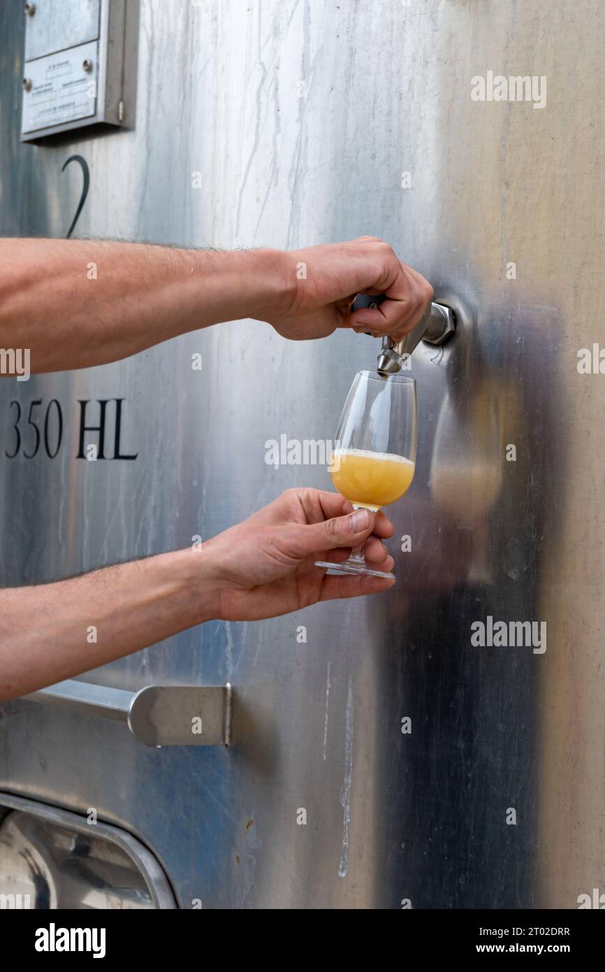 Works at distillery, first fermentation. Harvest time in Cognac white ...