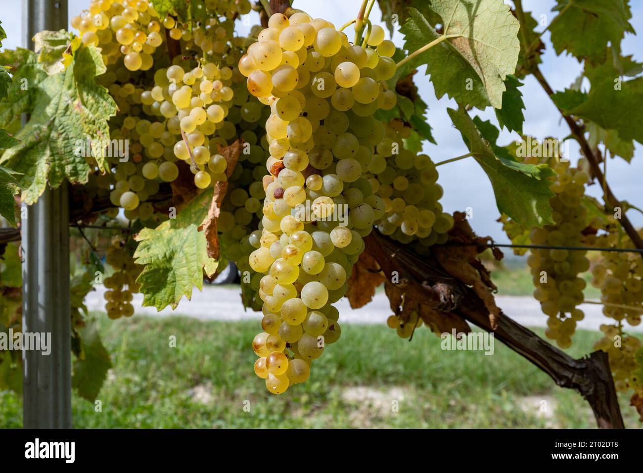 Harvest time in Cognac white wine region, Charente, ripe ready to ...