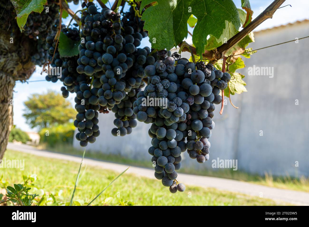 Harvest time in Saint-Emilion wine making region on right bank in ...
