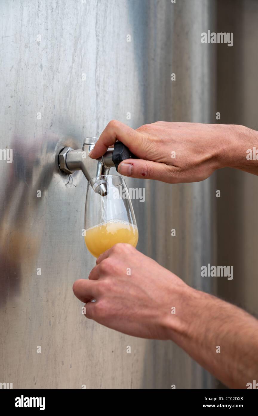 Works at distillery, first fermentation. Harvest time in Cognac white ...