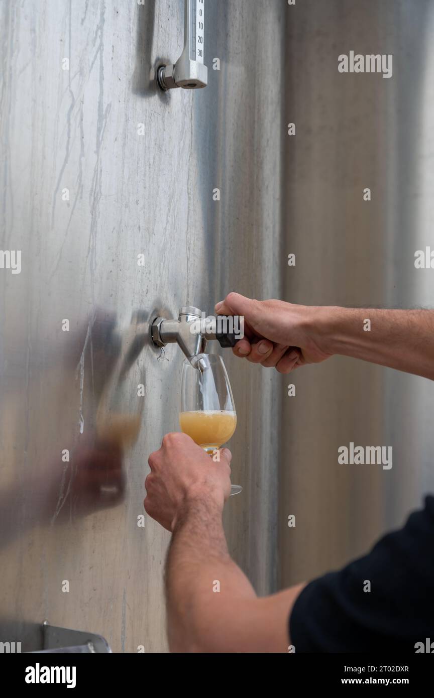 Works at distillery, first fermentation. Harvest time in Cognac white ...