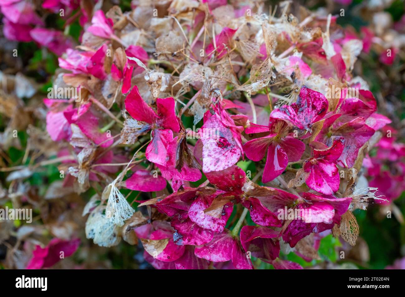 Hydrangeas in fall hi-res stock photography and images - Alamy
