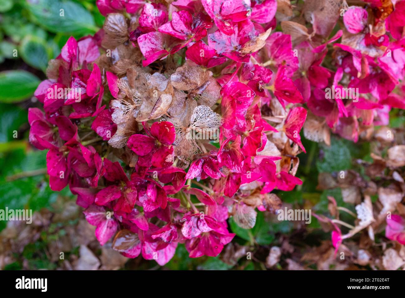 Hydrangeas in fall hi-res stock photography and images - Alamy