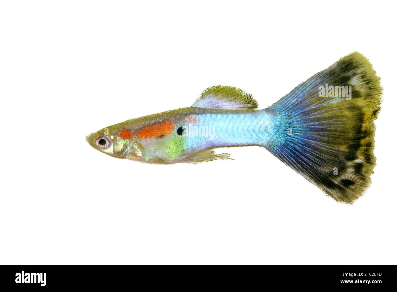 A male guppy (Poecilia reticulata), a popular freshwater aquarium fish ...