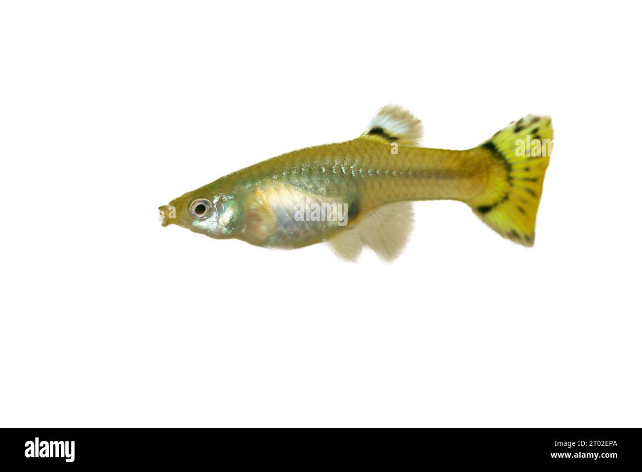 A Female Guppy (Poecilia reticulata), a popular freshwater aquarium ...