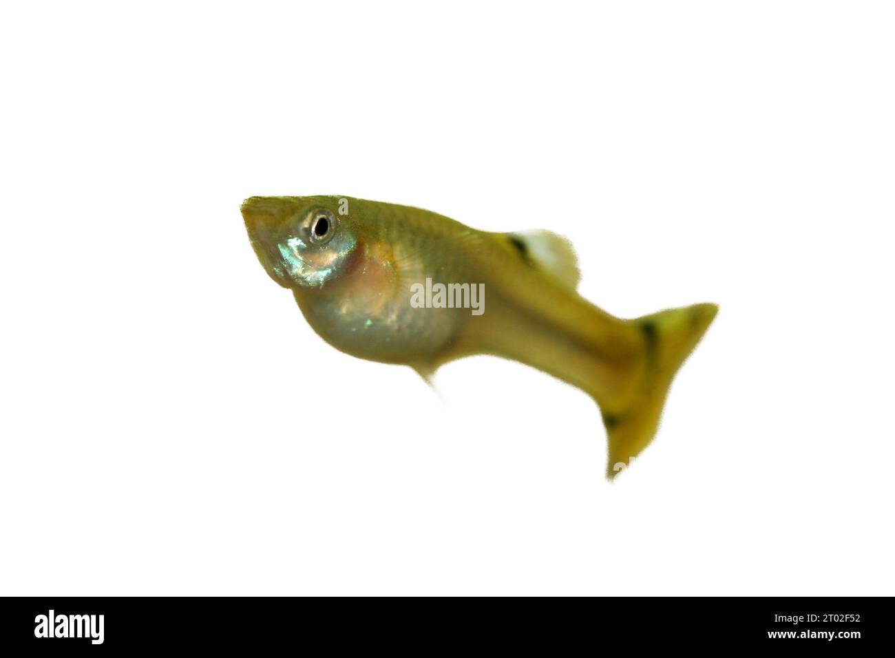 A Female Guppy (Poecilia reticulata), a popular freshwater aquarium ...