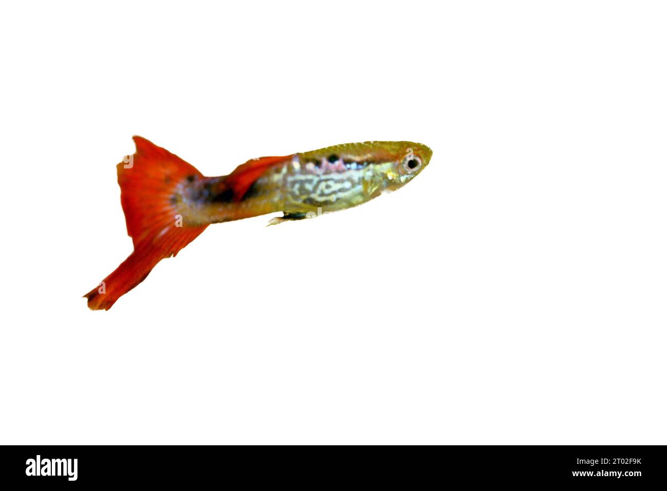 A male guppy (Poecilia reticulata), a popular freshwater aquarium fish ...